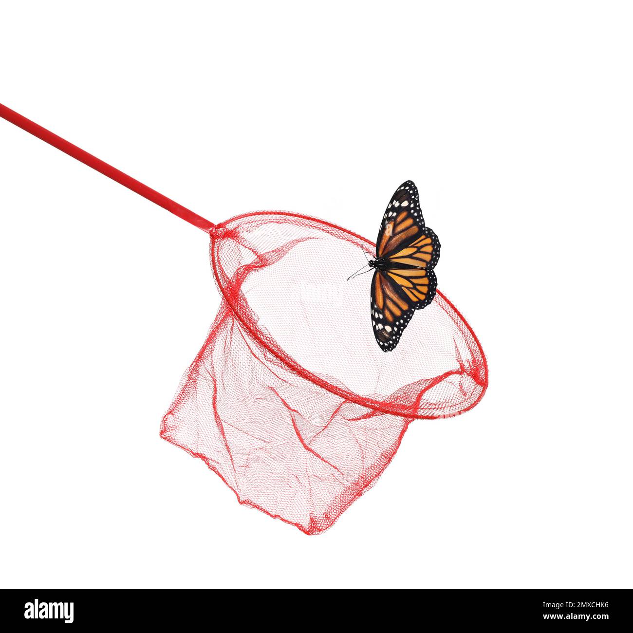 Bright net and beautiful fragile monarch butterfly on white background ...