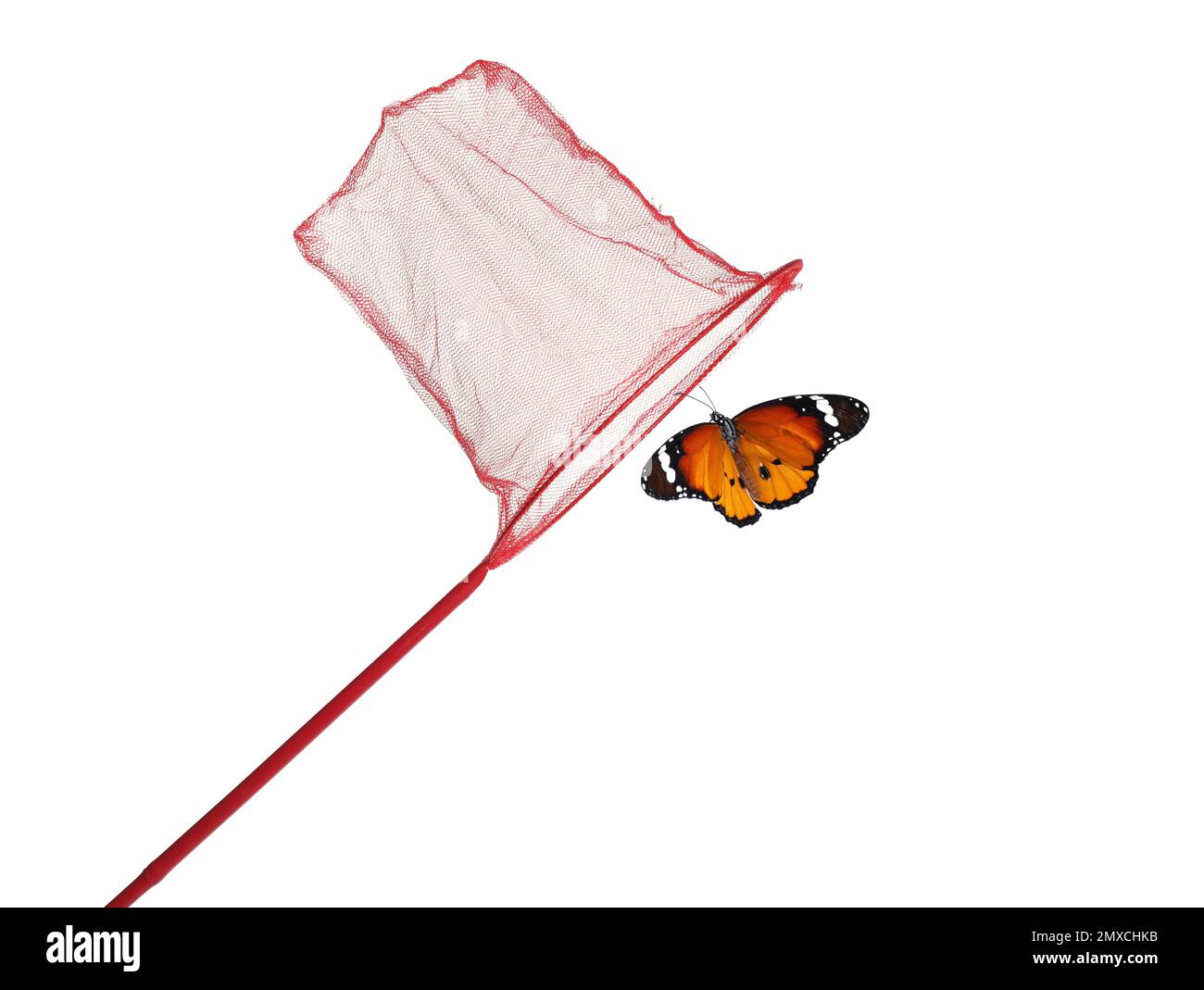 Bright net and beautiful fragile monarch butterfly on white background ...