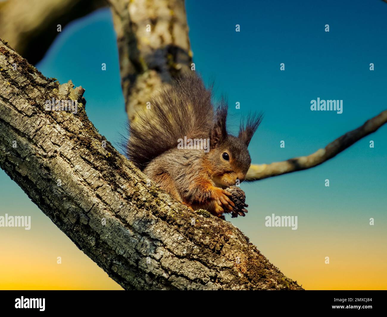 Squirrel eat nut on tree hi-res stock photography and images - Alamy