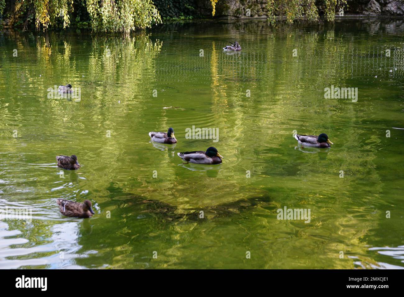 An artificial pond with a group of ducks Stock Photo - Alamy
