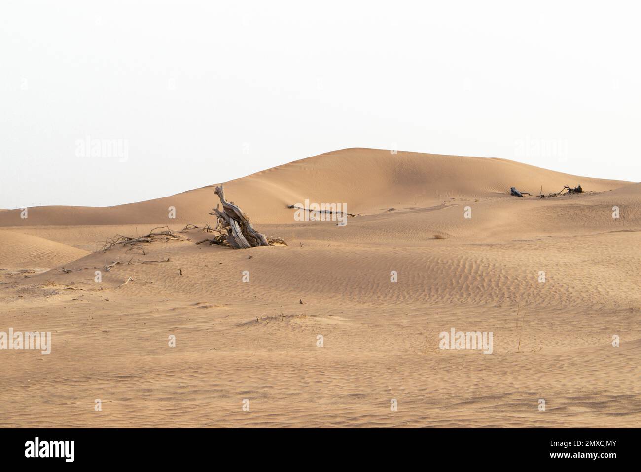 A closeup shot of dunes in a desert place and the remains of a tree ...