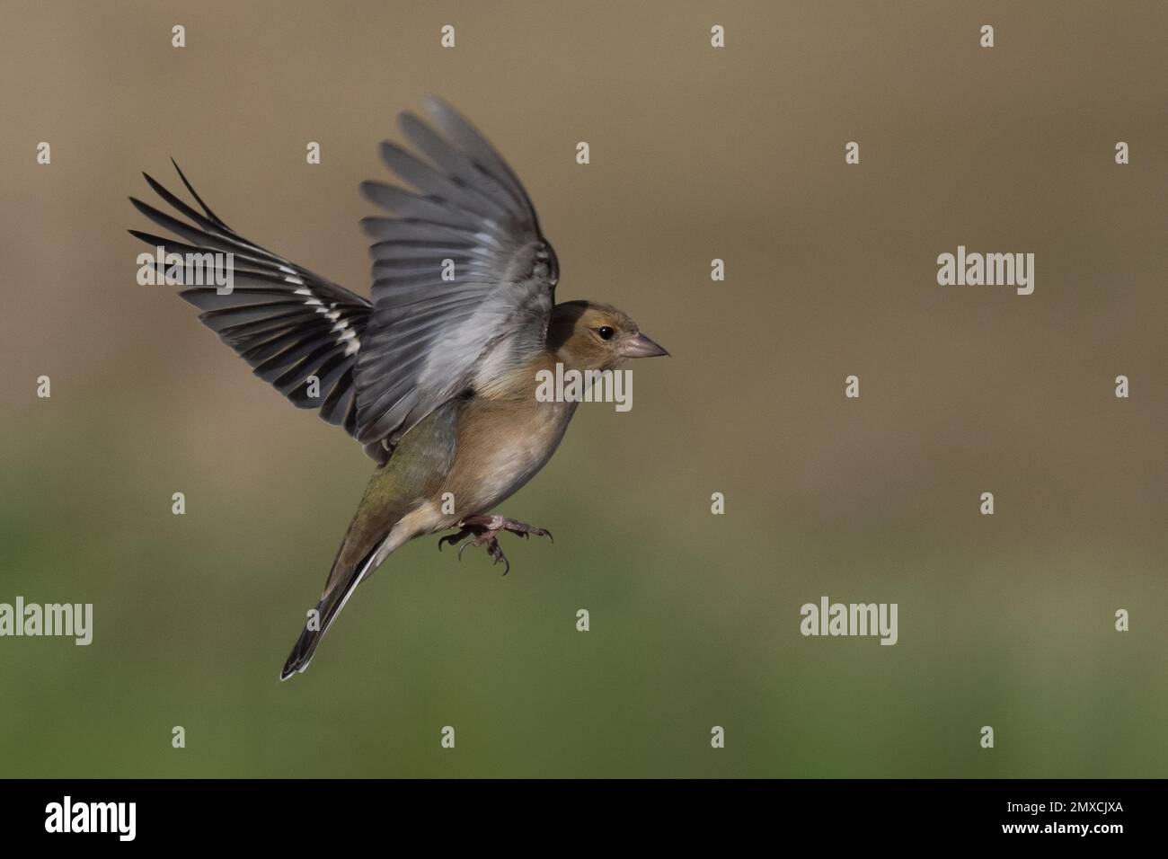 small female chaffinch passerine bird flying hovering mid air Stock ...