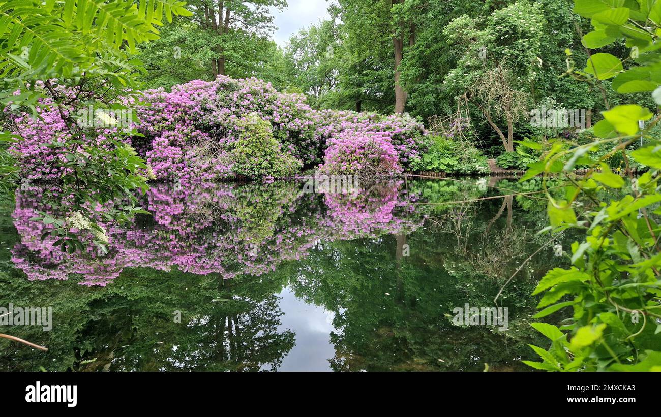 A beautiful scenery of a pond surrounded by trees, bloom flowers and ...