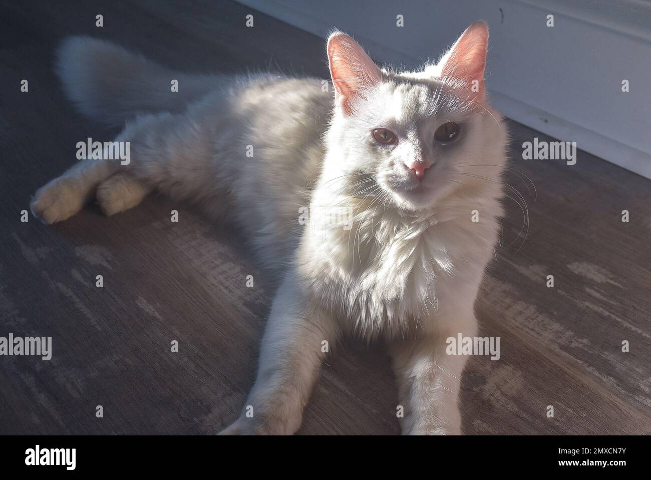 A big white cat with with pointed ears lying on gray floor is carefully ...