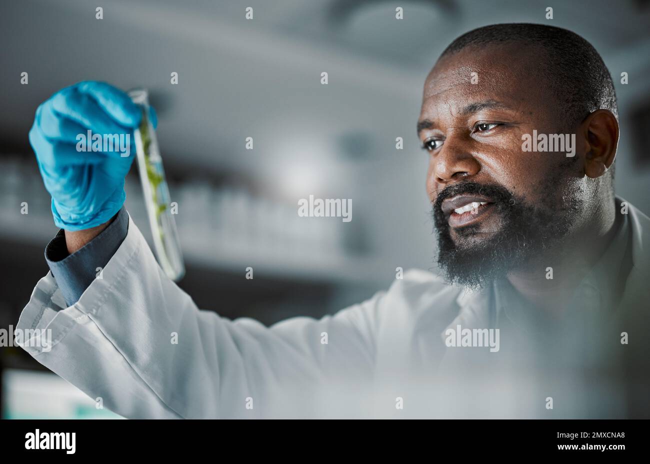 Black man scientist, test tube and leaves in laboratory analysis ...
