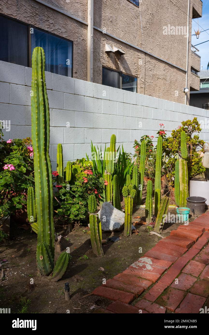 Cactus plants grow at a small and narrow garden space located in a ...
