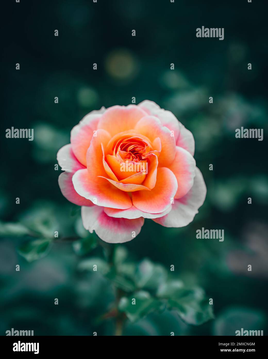 A vertical closeup of a pink rose Stock Photo - Alamy
