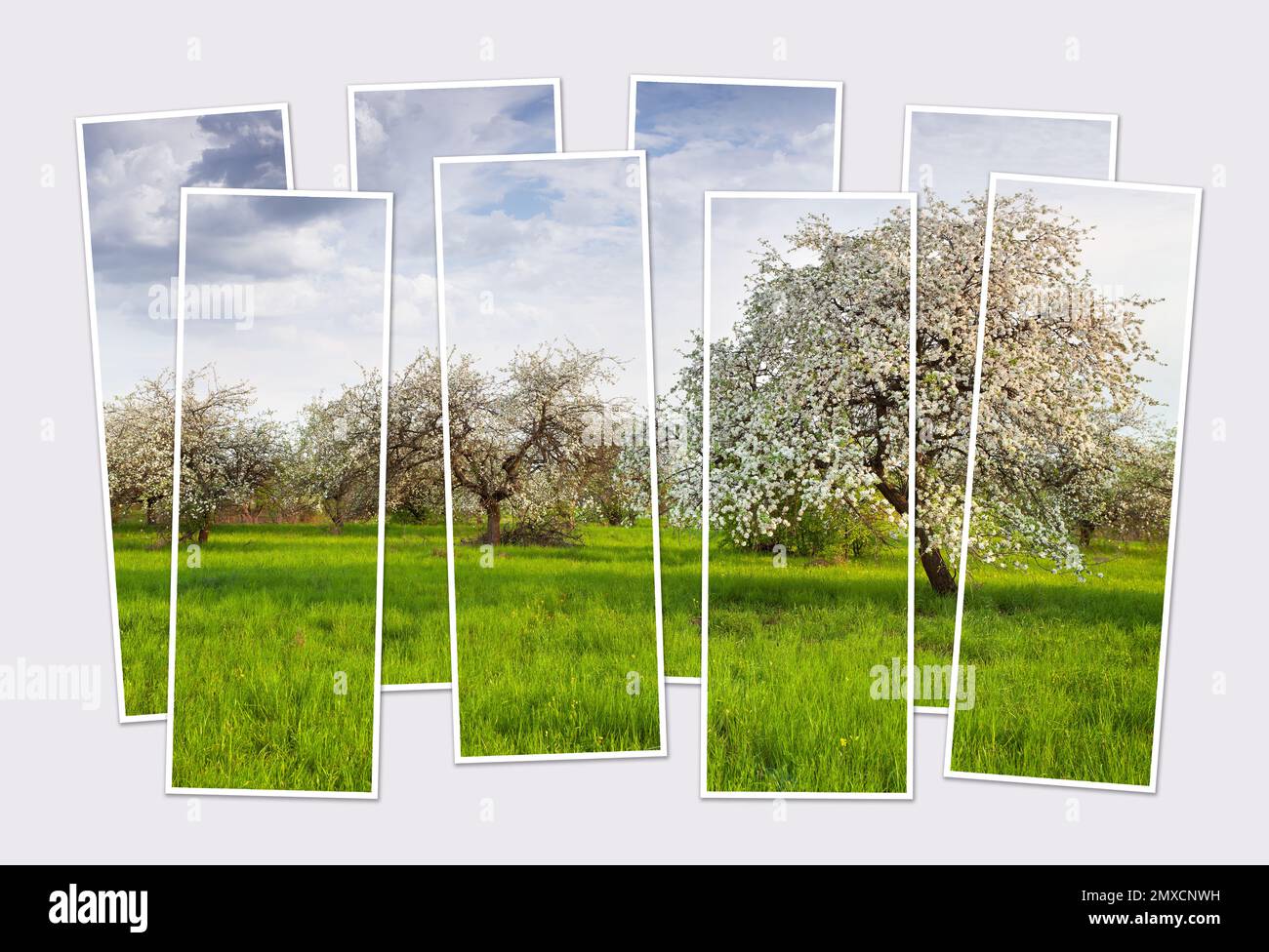 Isolated eight frames collage of picture of blooming apple trees in the ...