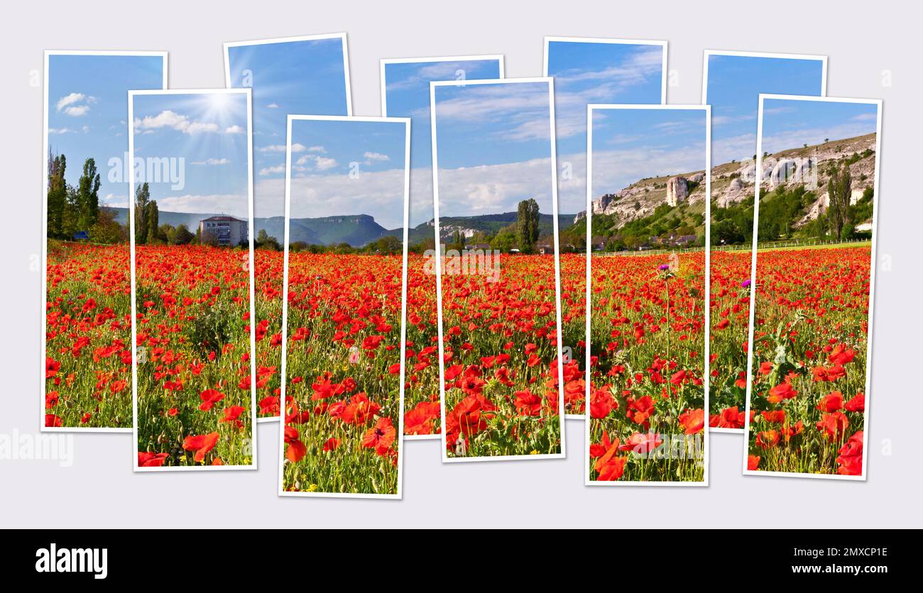 The famous Dutch windmills. Wiev through red tulips on the Netherlands ...