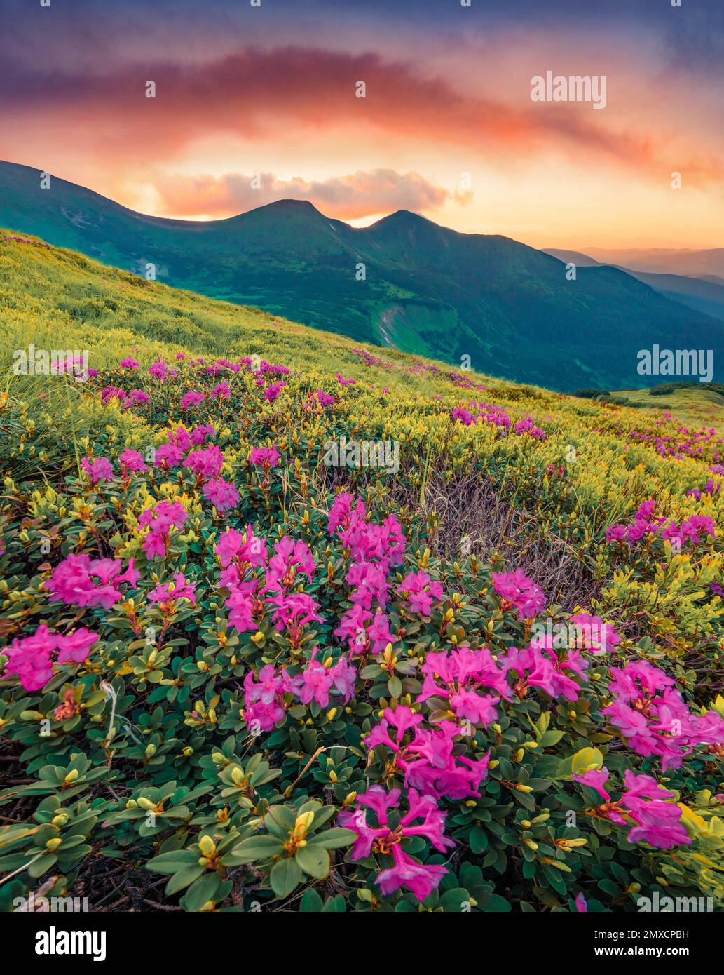 Fabulous summer scenery. Blooming pink rhododendron flowers on the ...