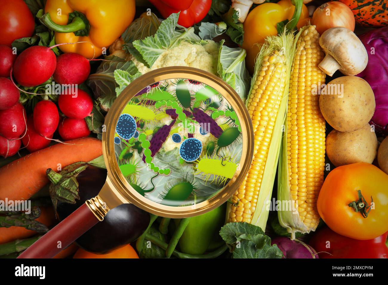 Magnifying glass and illustration of microbes on vegetables, top view ...
