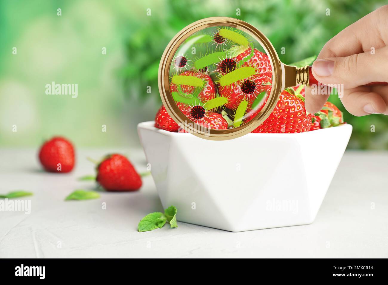 Woman with magnifying glass detecting microbes on strawberries, closeup. Food poisoning concept ...