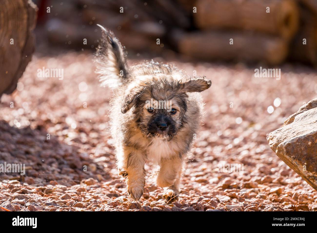 Are Catalan Sheepdog Puppies Lazy
