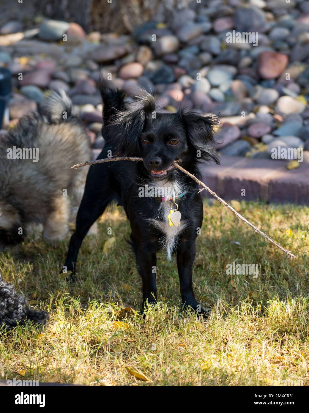 A Dutch Tulip Hound dog stands on the green grass in the park with a ...