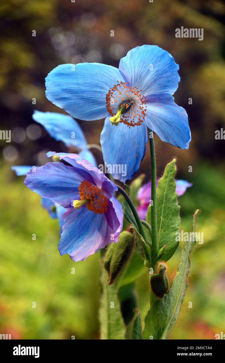 Sky Blue Meconopsis Betonicifolia 'Himalayan Blue Poppy' Flowers grown ...