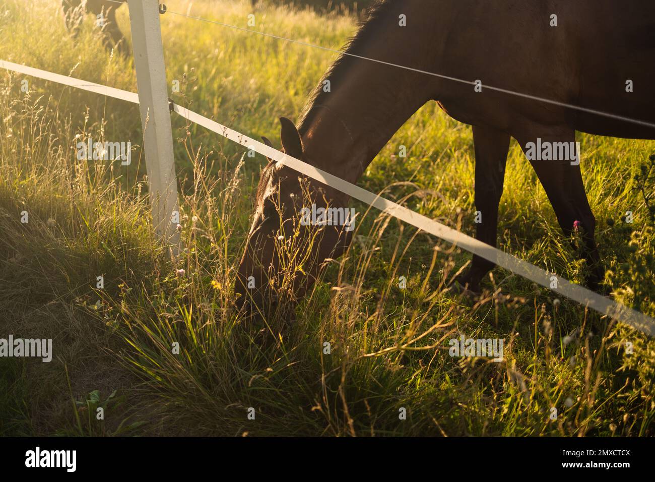 Brown wild horse grazing green grass during spring in paddock paradise ...