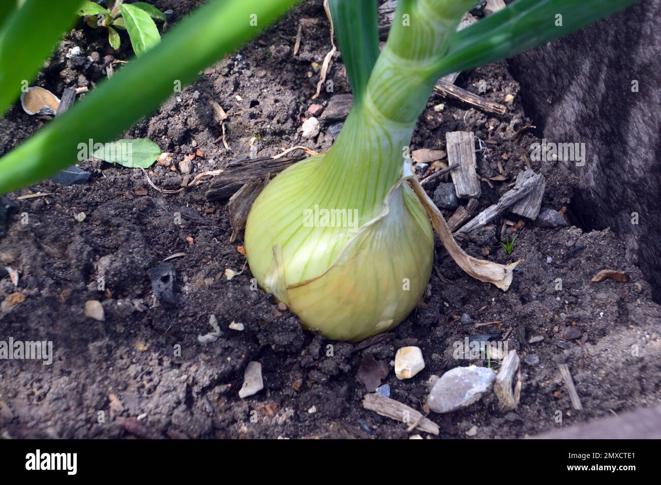 Onion 'Allium Cepa' (Autumn Champion) grown in a Raised Bed in the ...