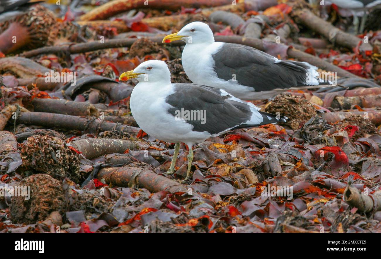 Kelp gull kelp forest hi-res stock photography and images - Alamy