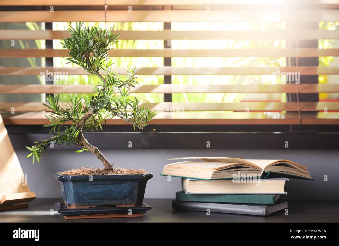 Japanese bonsai plant and books on table near window. Creating zen ...