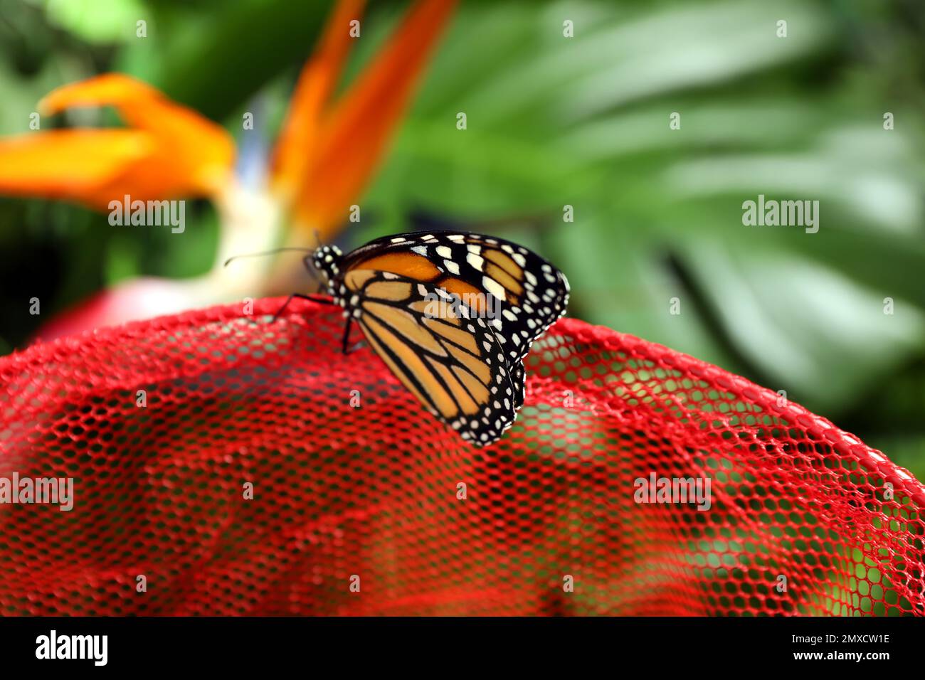 Beautiful monarch butterfly on net in garden Stock Photo - Alamy