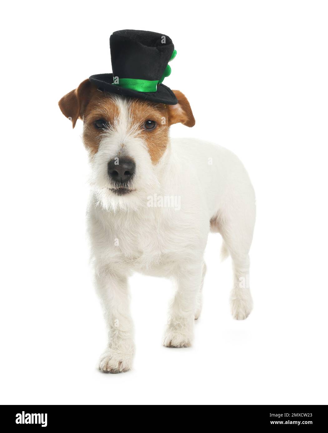 Jack Russell terrier with leprechaun hat on white background. St ...