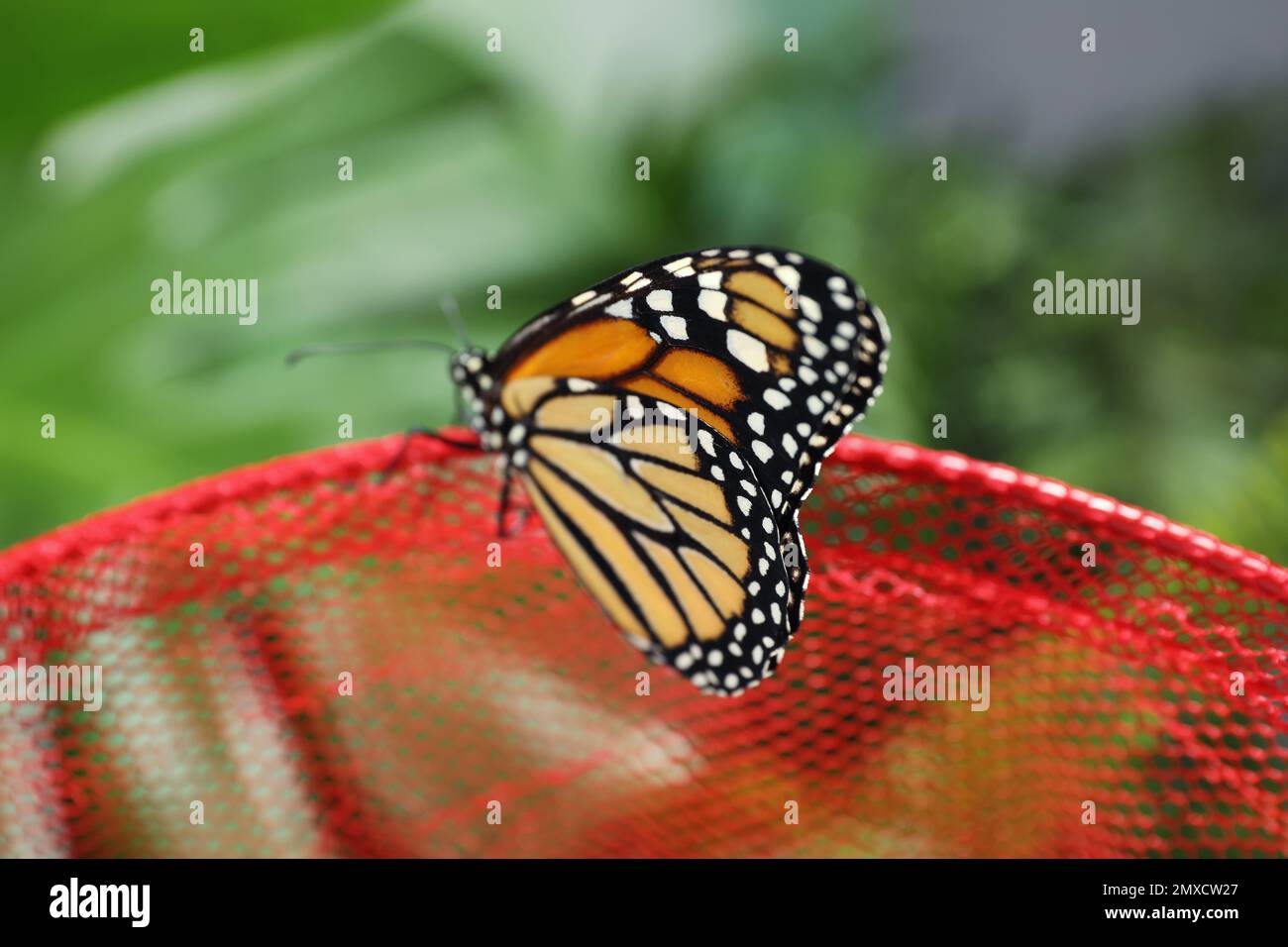 Beautiful monarch butterfly on net in garden Stock Photo - Alamy