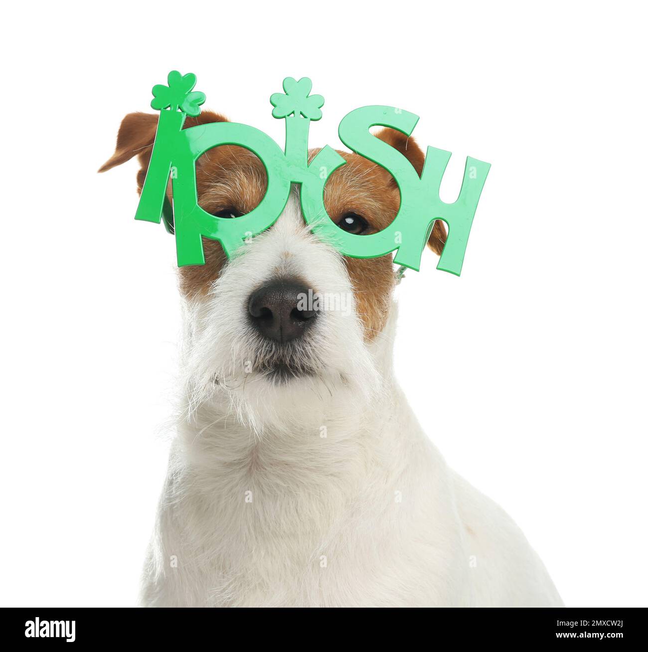 Jack Russell terrier with Irish party glasses on white background. St ...