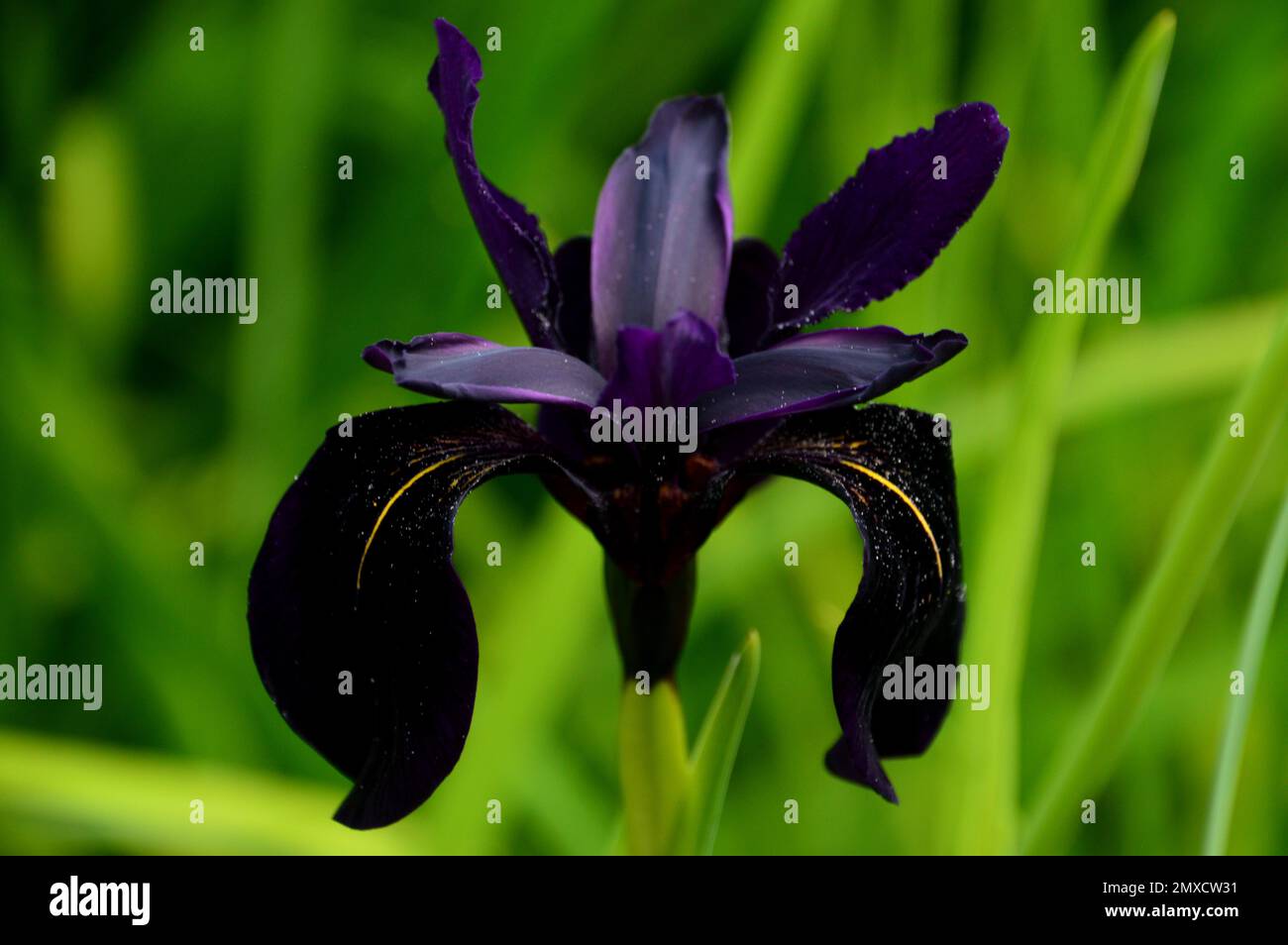 Single Blackish-Violet Iris Chrysographes 'Black-flowered' (Black Iris ...