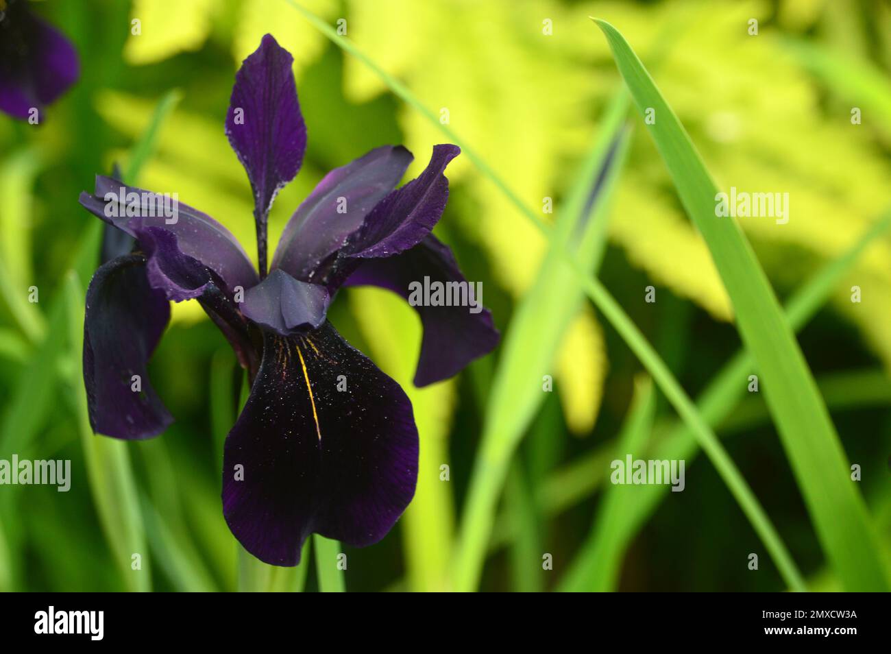 Single Blackish-Violet Iris Chrysographes 'Black-flowered' (Black Iris ...