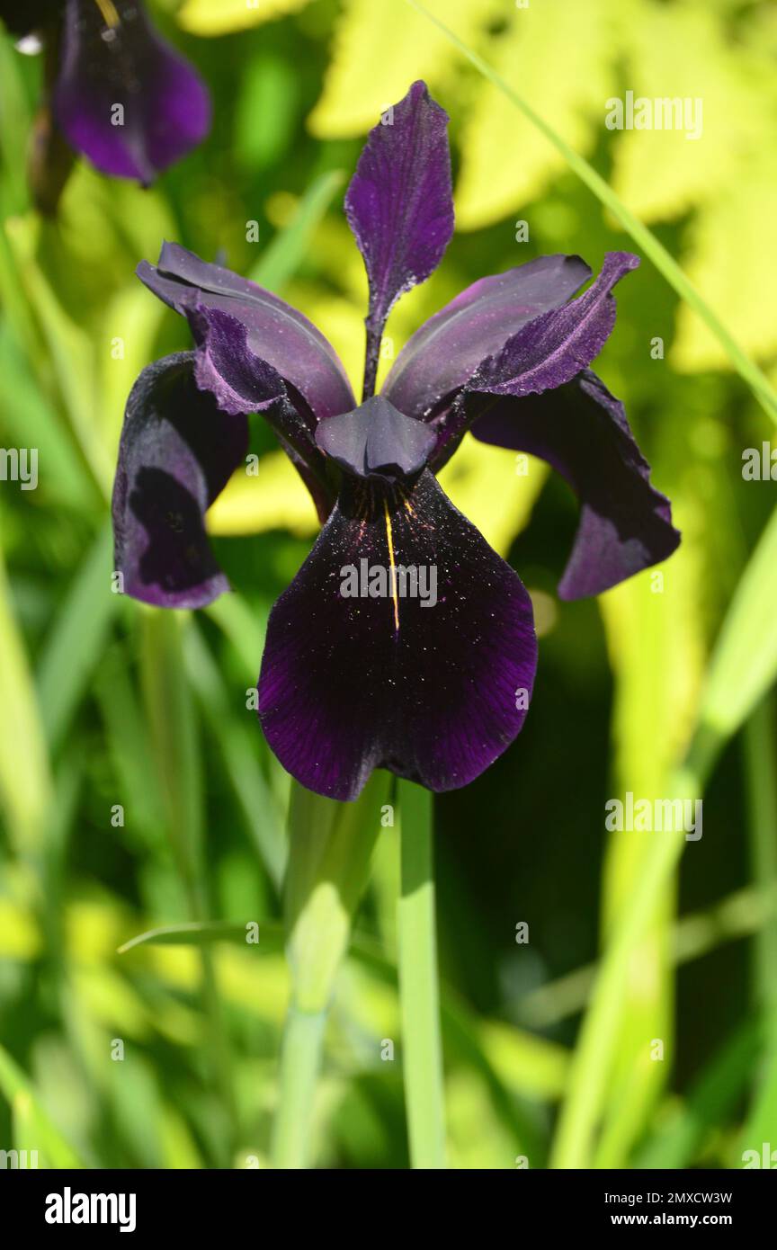 Single Blackish-Violet Iris Chrysographes 'Black-flowered' (Black Iris) Flower grown at RHS ...