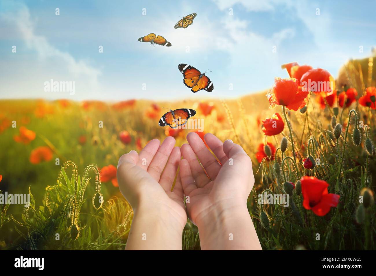 Woman releasing butterflies in field on sunny day, closeup. Freedom ...