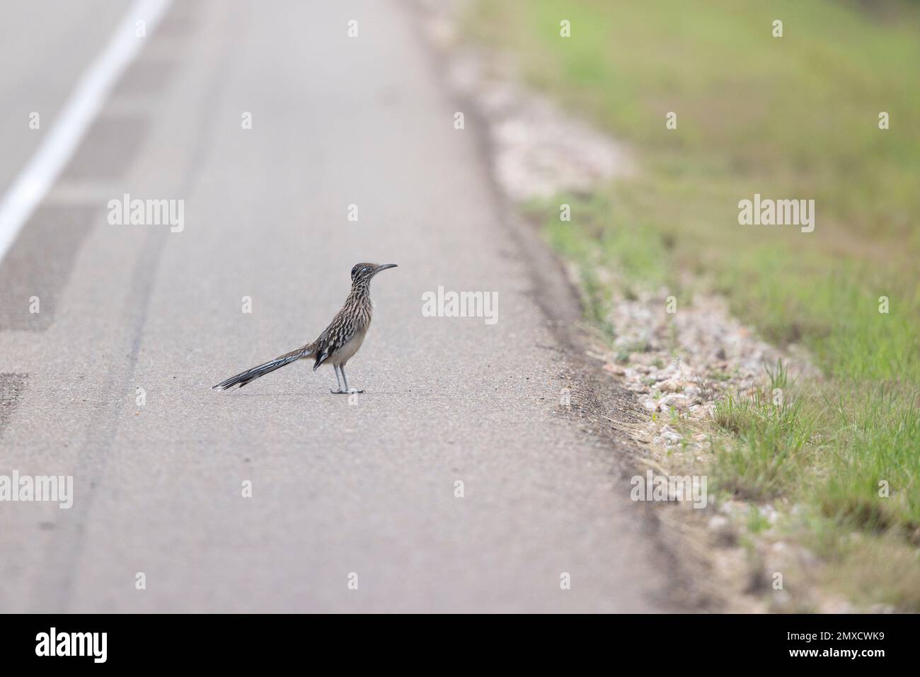 Road runner bird texas hi-res stock photography and images - Alamy