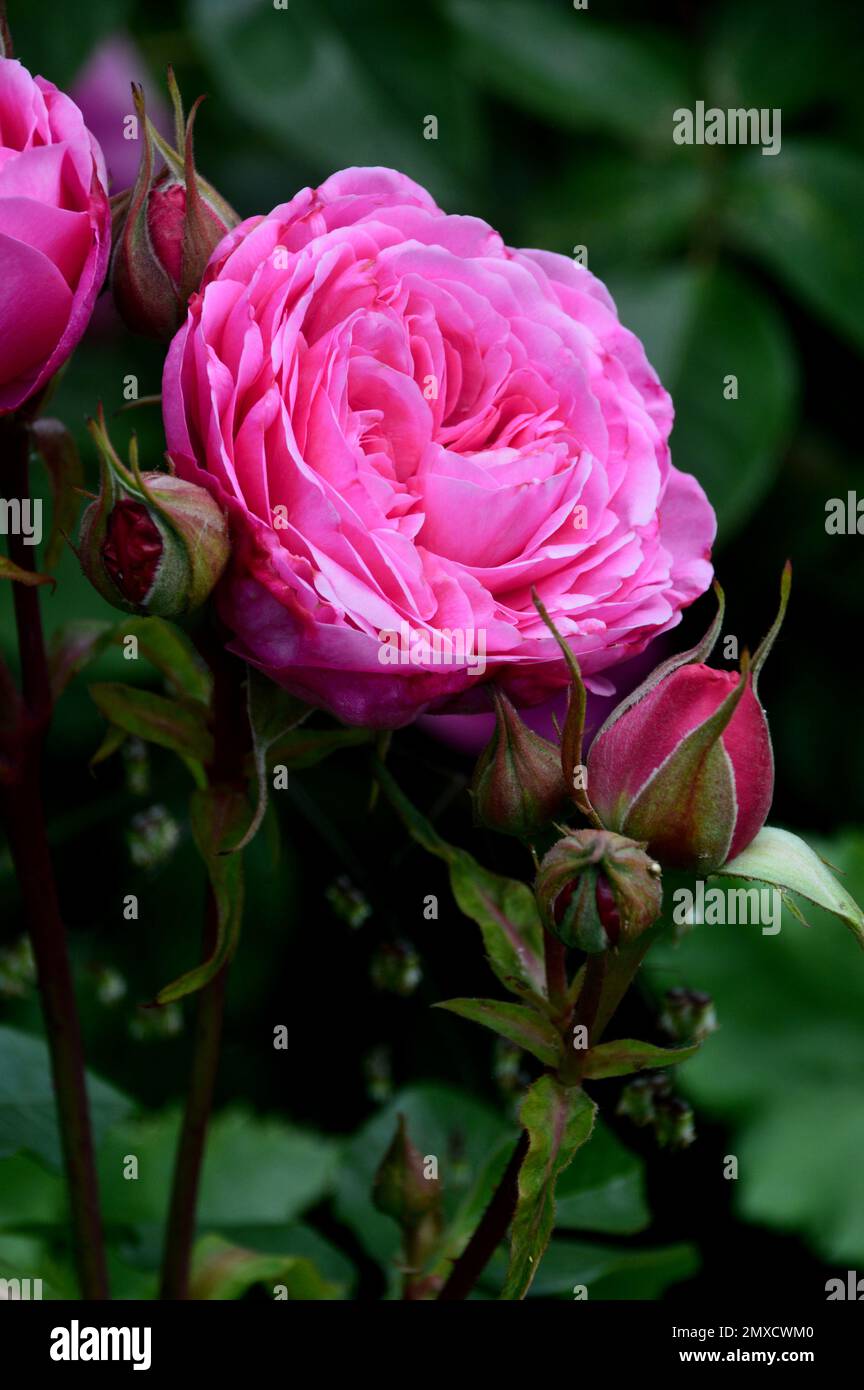 Pink Rosa 'Gertrude Jekyll' (Double Shrub Rose) Flower grown at RHS ...