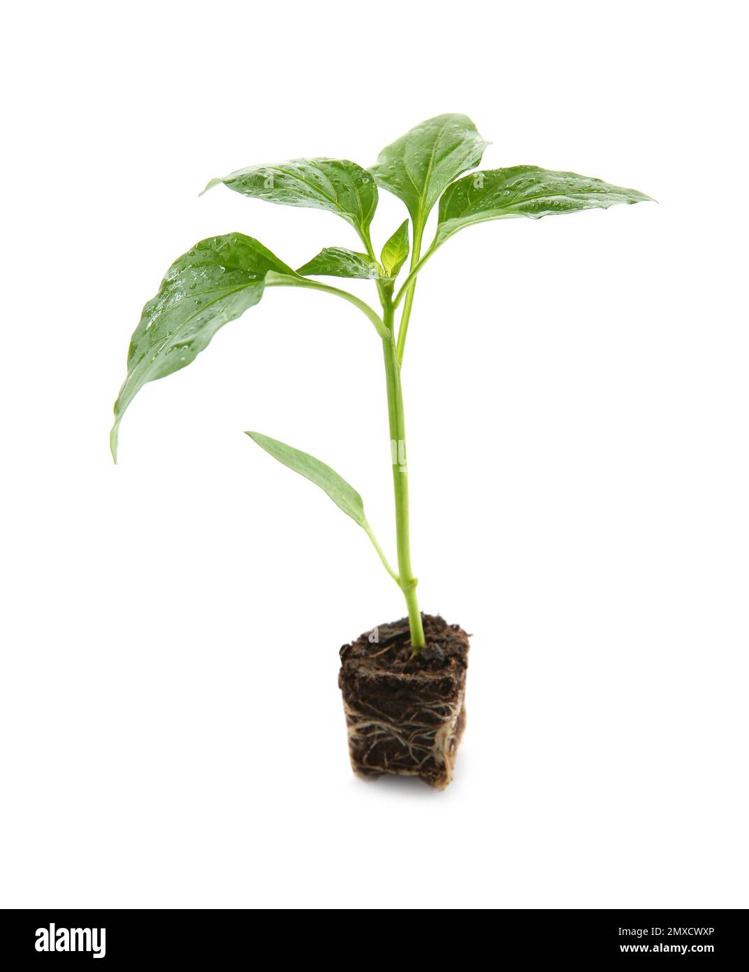 Fresh green pepper seedling isolated on white Stock Photo - Alamy