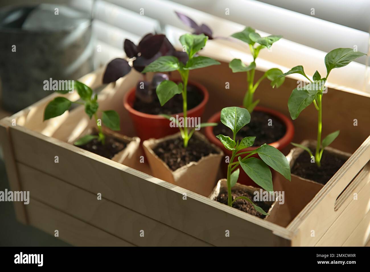 Many young seedlings in wooden crate near window, closeup Stock Photo ...