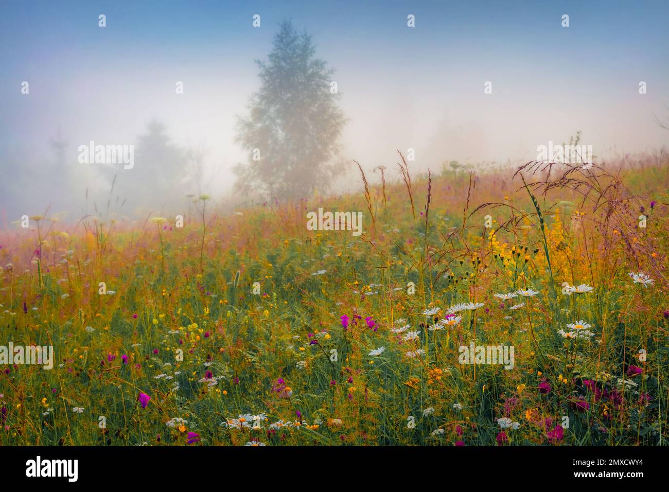 The beauty of natu hi-res stock photography and images - Alamy