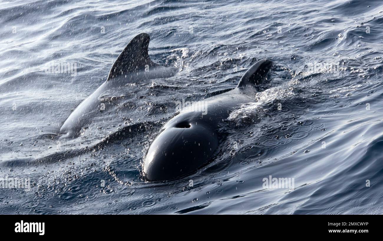 Long-finned Pilot Whale, Globicephale melas, El Estrecho Natural Park ...