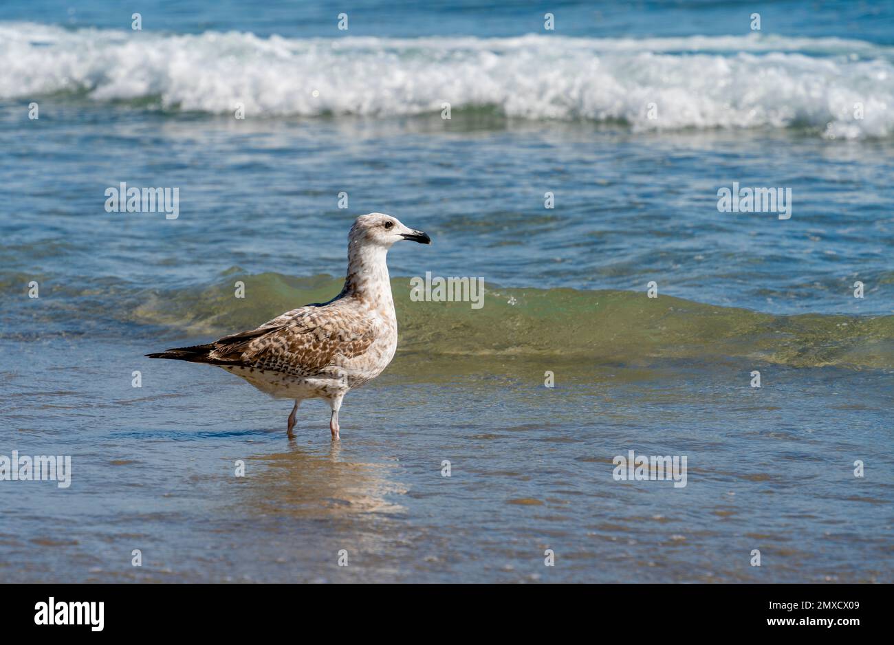 Seagull wading in the sea at a beach seen in Italy Stock Photo - Alamy