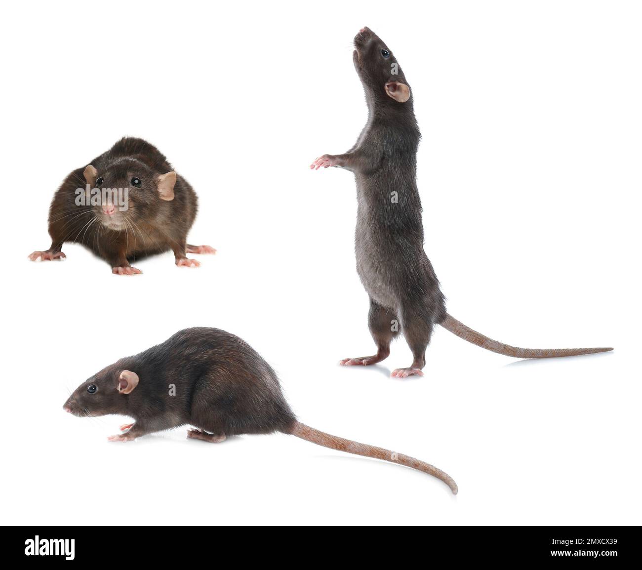 Set of cute little rats on white background Stock Photo - Alamy