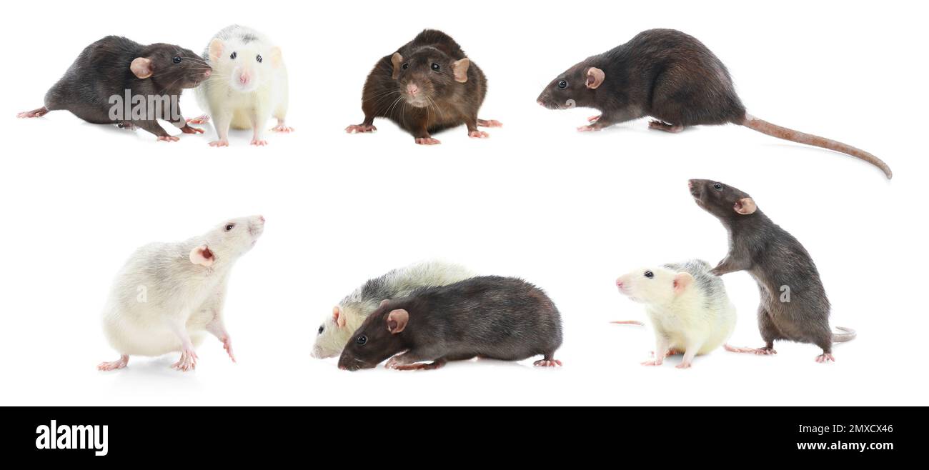Set of cute little rats on white background. Banner design Stock Photo ...