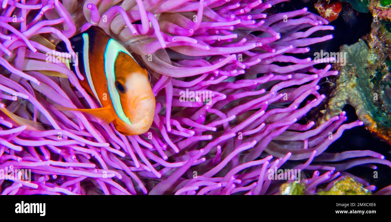 Clark’s Anemonefish, Amphiprion clarkii, Clownfish, Anemonefish ...