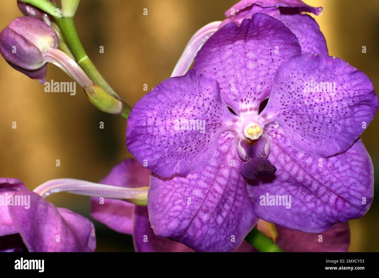 Tropical Orchid, Orchidaceae, Amazonia, Ecuador, America Stock Photo ...