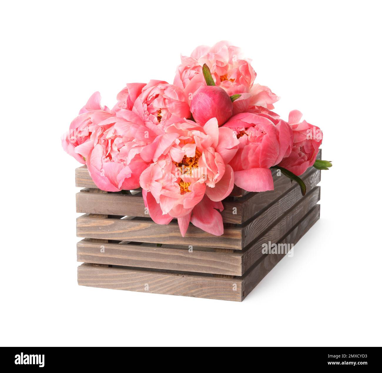 Wooden crate with beautiful pink peonies on white background Stock ...