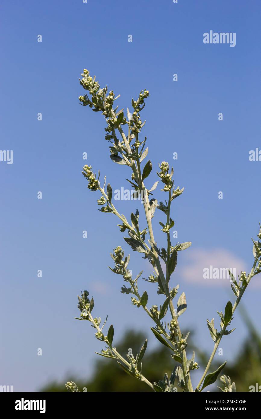 Artemisia absinthium is a perennial plant of the aster family ...