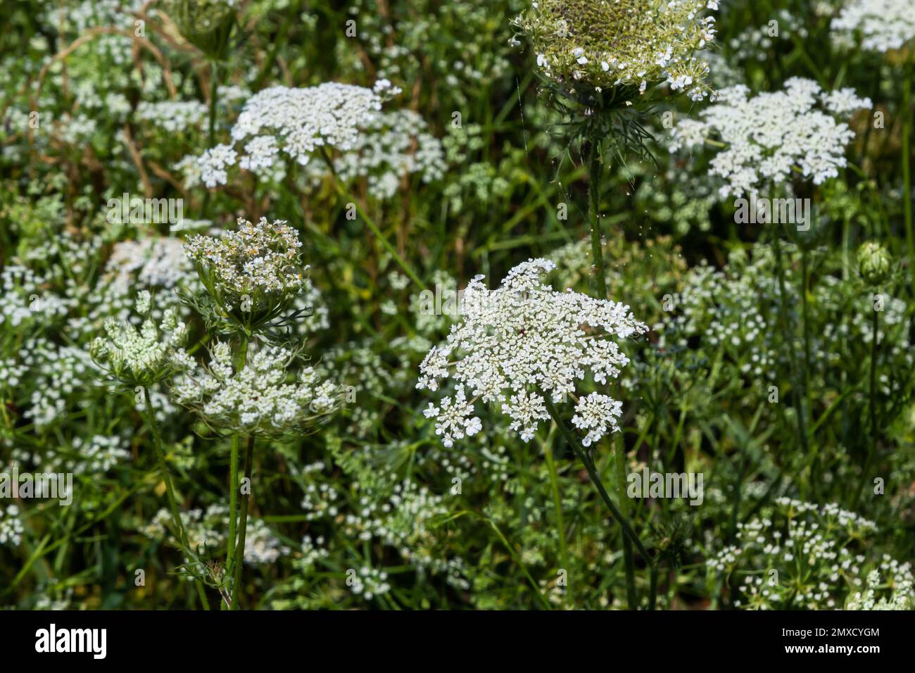 Daucus carota inflorescence, showing umbellets. White small flowers on ...