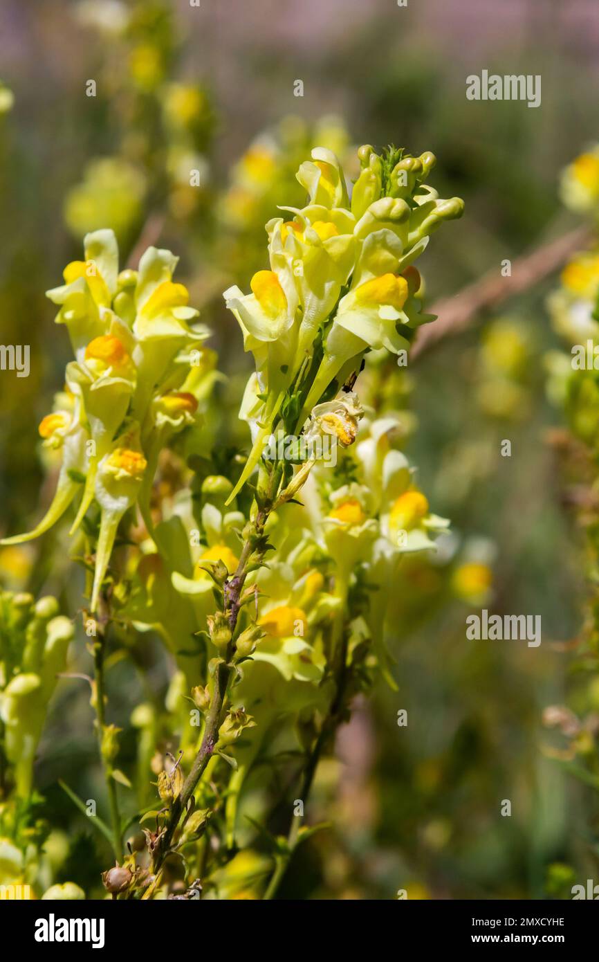 Linaria vulgaris, names are common toadflax, yellow toadflax, or butter ...