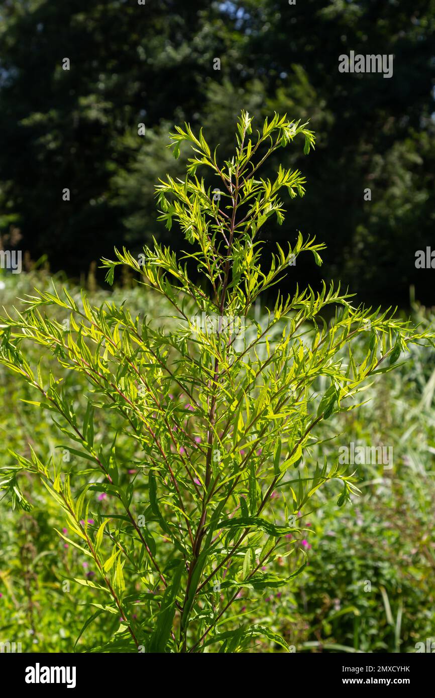 Solidago canadensis, known as Canada goldenrod or Canadian goldenrod ...