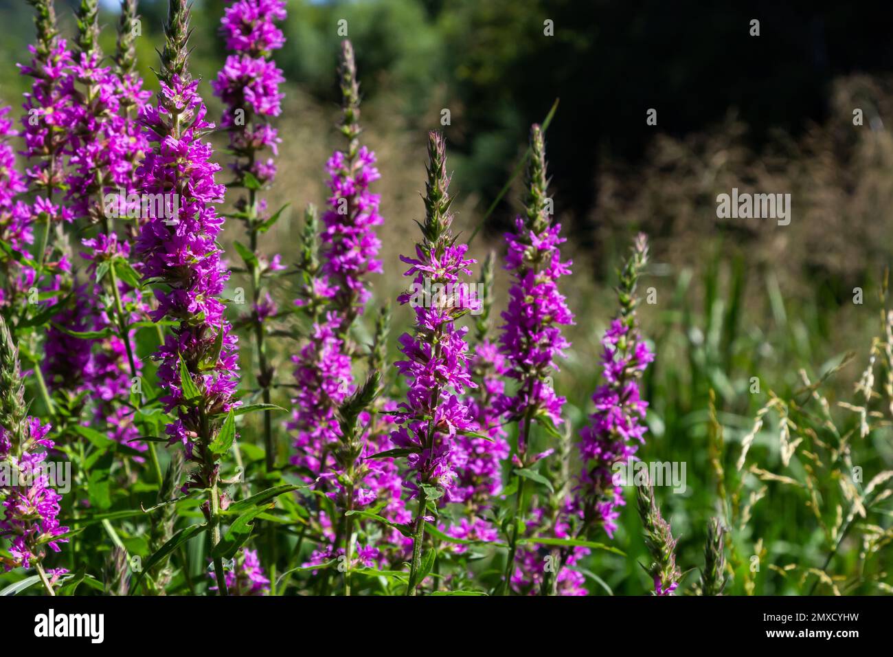 Lythrum salicaria - purple loosestrife, spiked loosestrife, purple ...