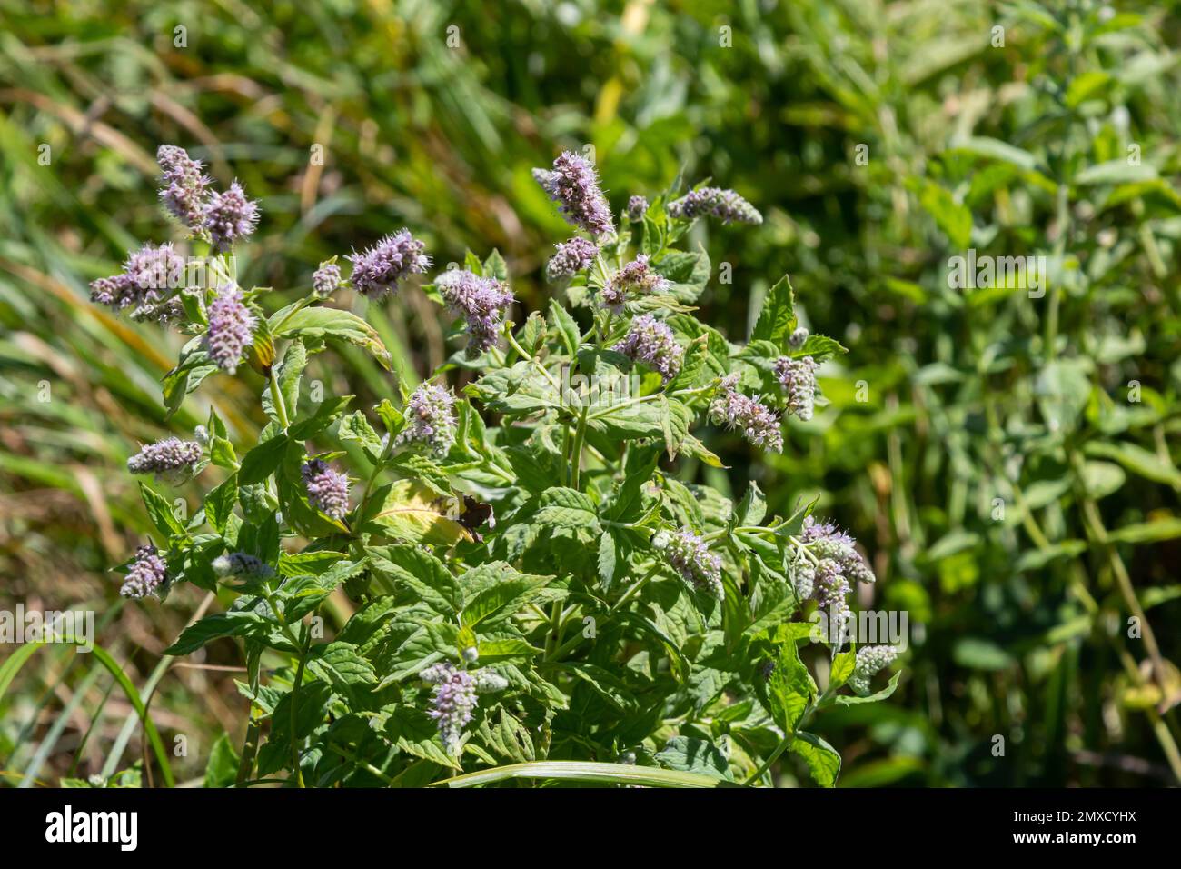 In the wild grows mint long-leaved Mentha longifolia Stock Photo - Alamy