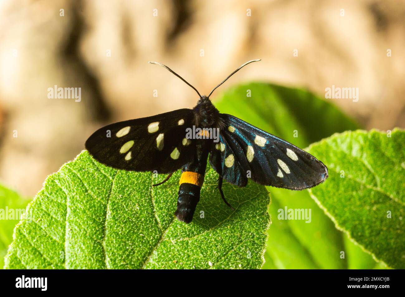 Nine-spotted moth or yellow belted burnet, Amata phegea, formerly ...